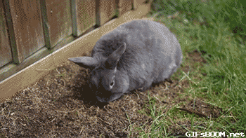Journée internationale du lapin : célébrations en gifs & images mignonnes
