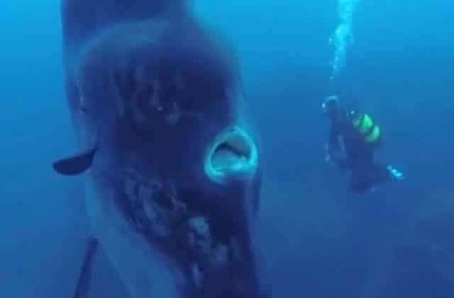 Un poisson-lune géant découvert en mer par des plongeurs
