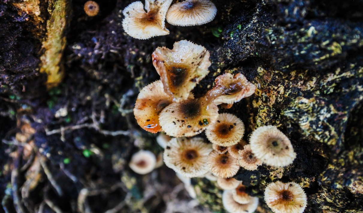 Ce champignon âgé d'un milliard d'années bouscule notre perception de l ...